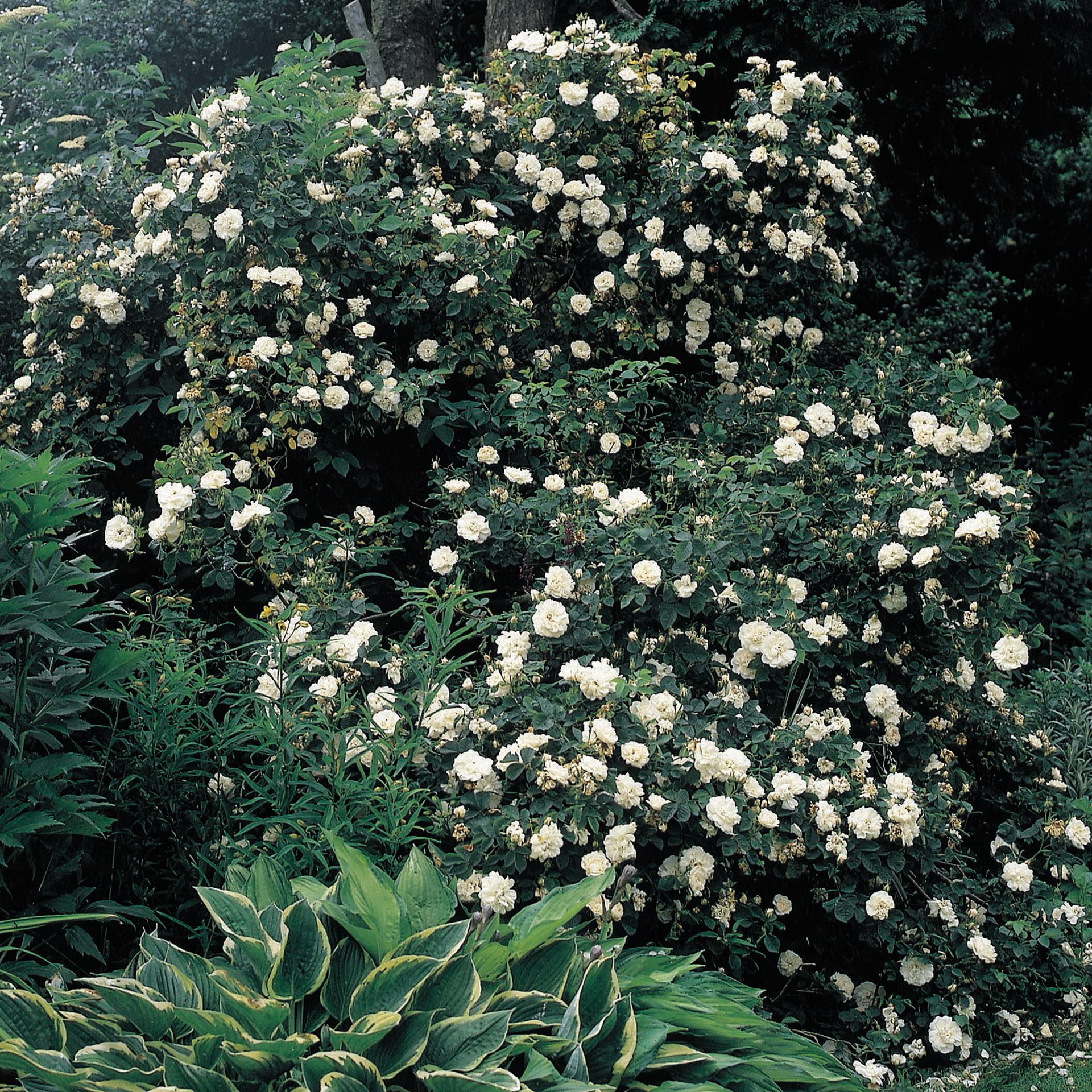 Alba Maxima | Old Rose | David Austin Roses