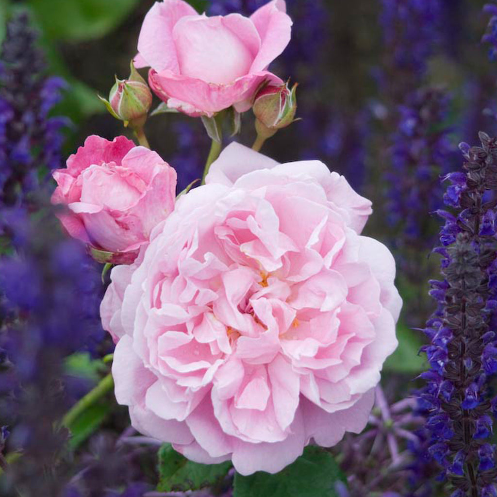 Mary Rose (Ausmary) | English Shrub Rose | David Austin Roses