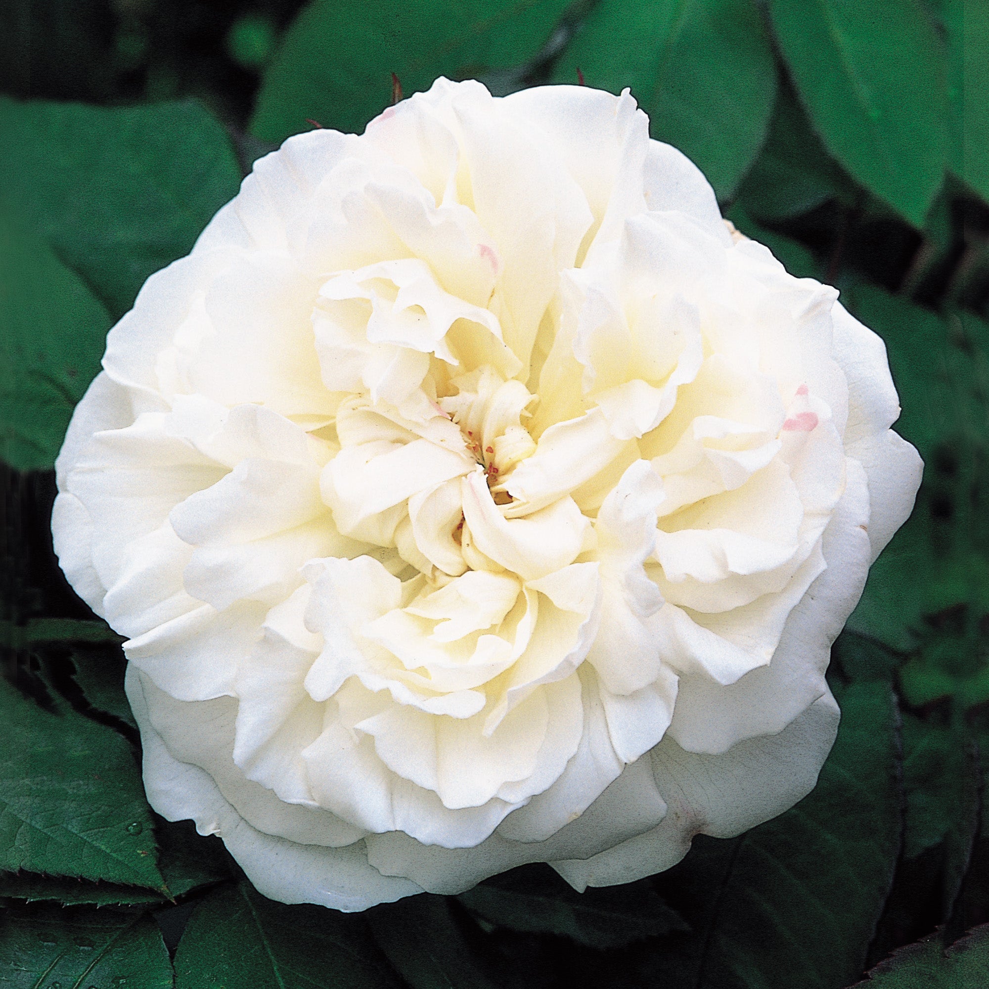 Winchester Cathedral (Auscat) | English Standard Tree Rose | David ...