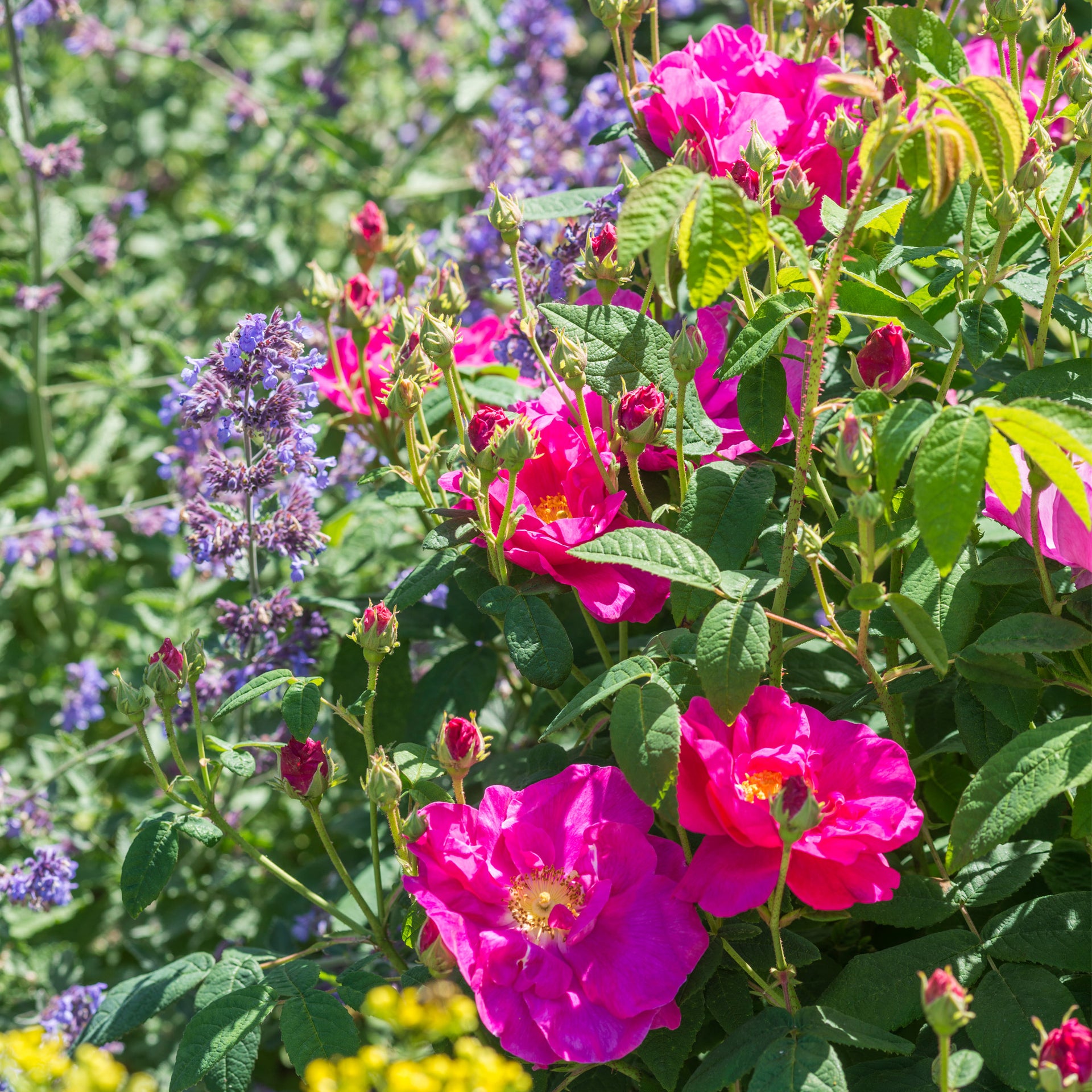 Old Roses - David Austin Roses
