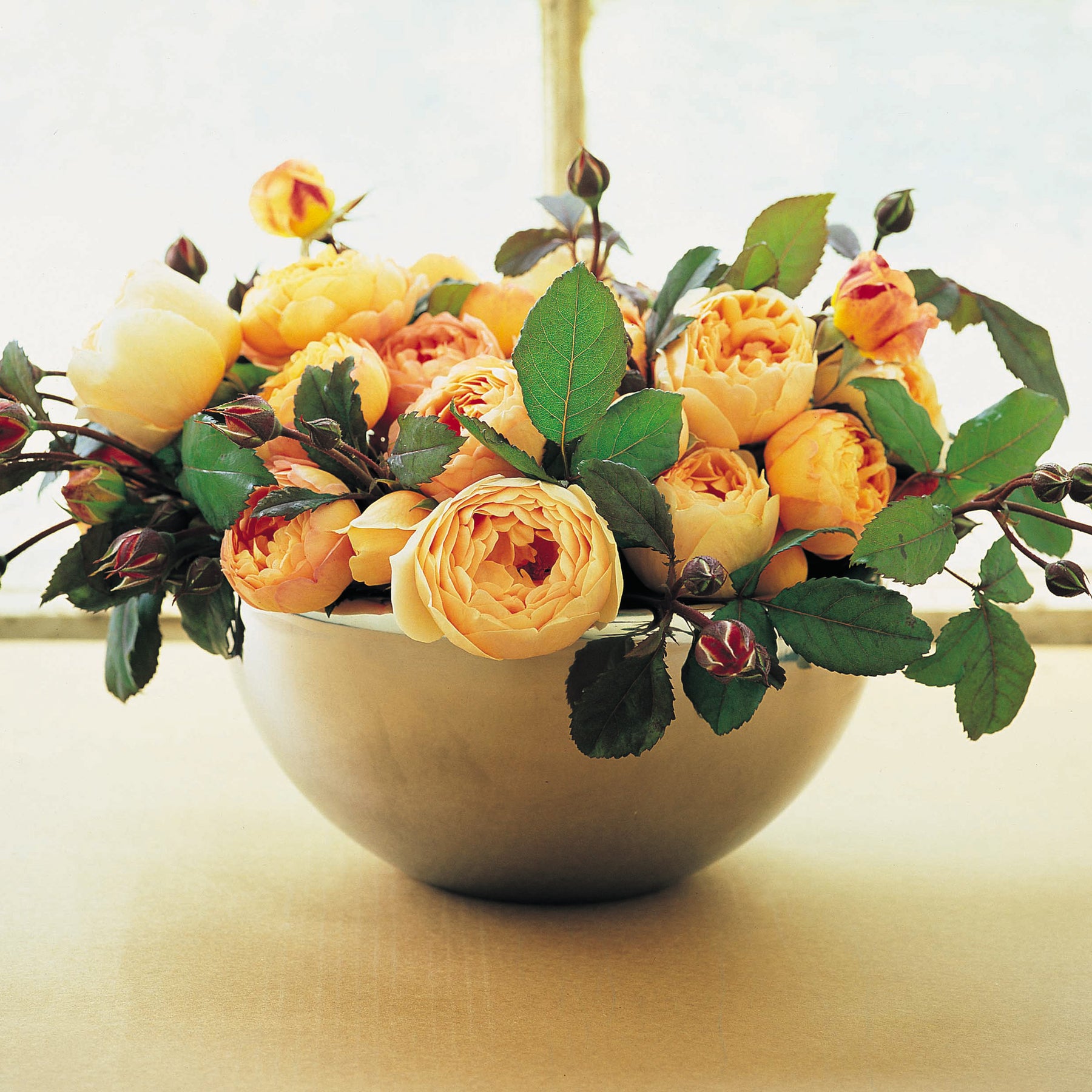 Jude the Obscure (Ausjo) | English Shrub Rose | David Austin Roses