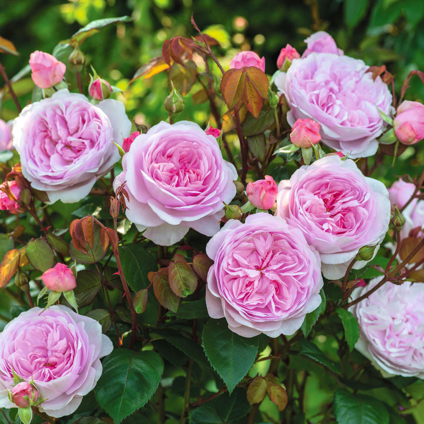 Olivia Rose Austin (Ausmixture) | English Shrub Rose | David Austin Roses