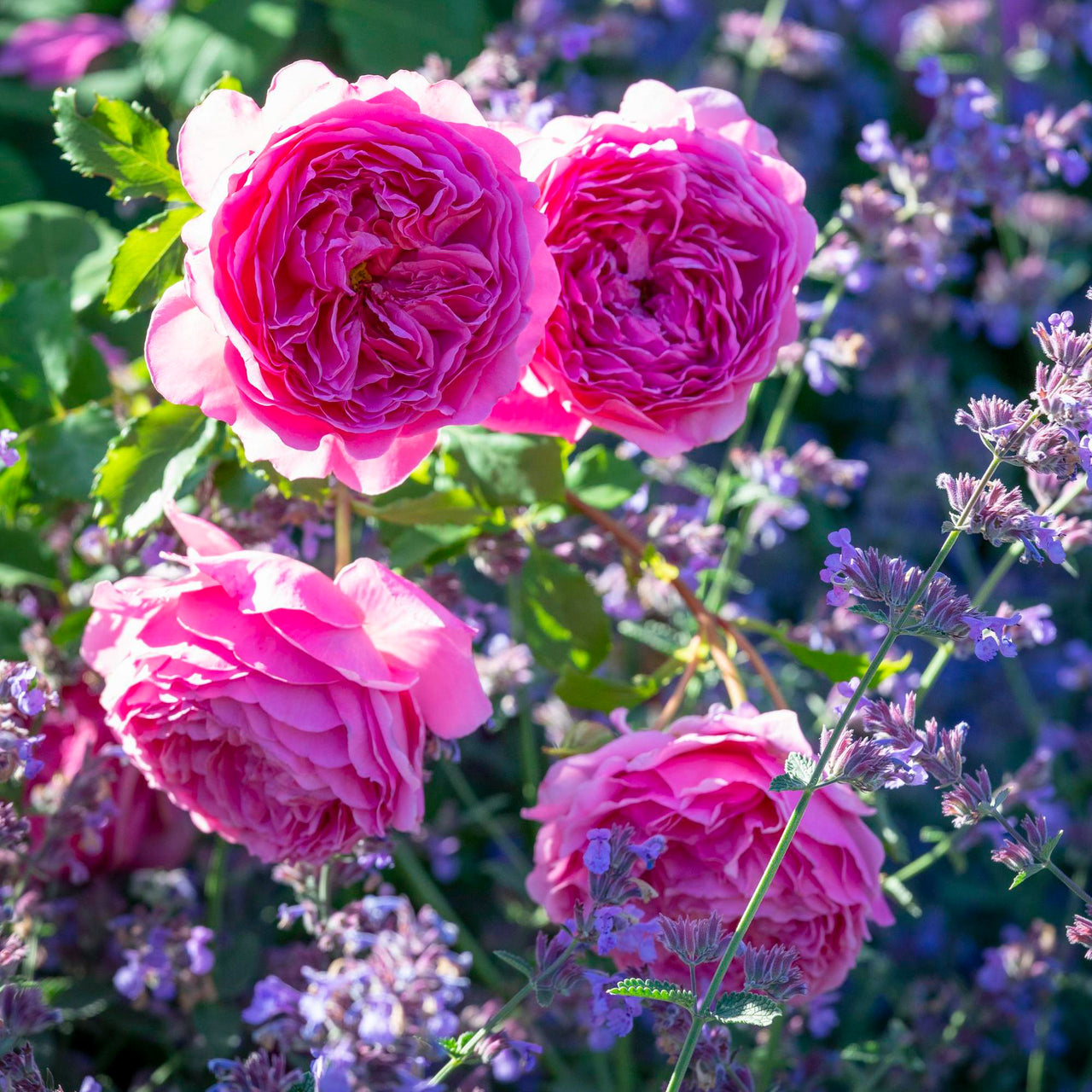 Princess Alexandra of Kent (Ausmerchant) | English Shrub Rose | David ...