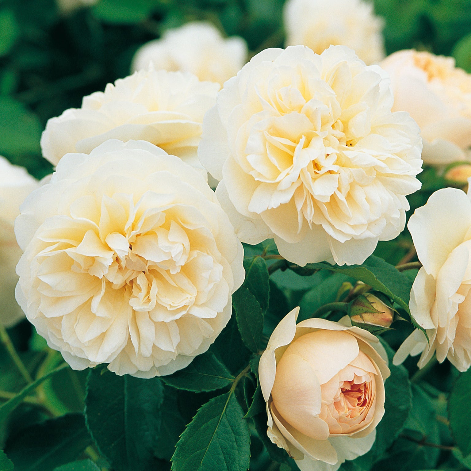 Lichfield Angel (Ausrelate) | English Shrub Rose | David Austin Roses