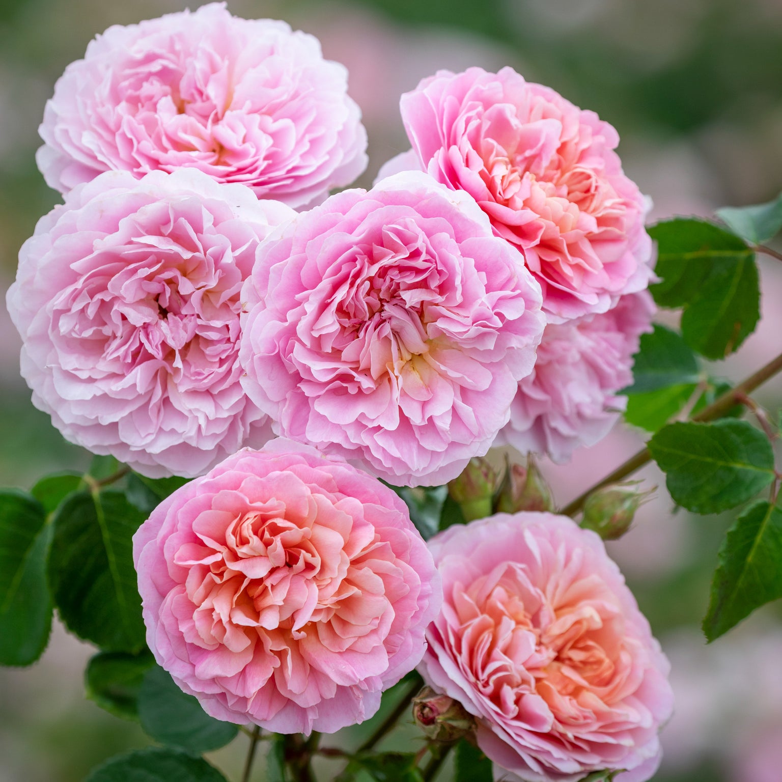 Roses Suitable for Zones 6 to 7 - David Austin Roses