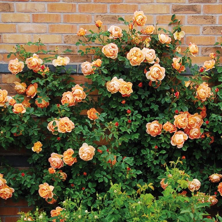 Transform Walls with Climbing Roses