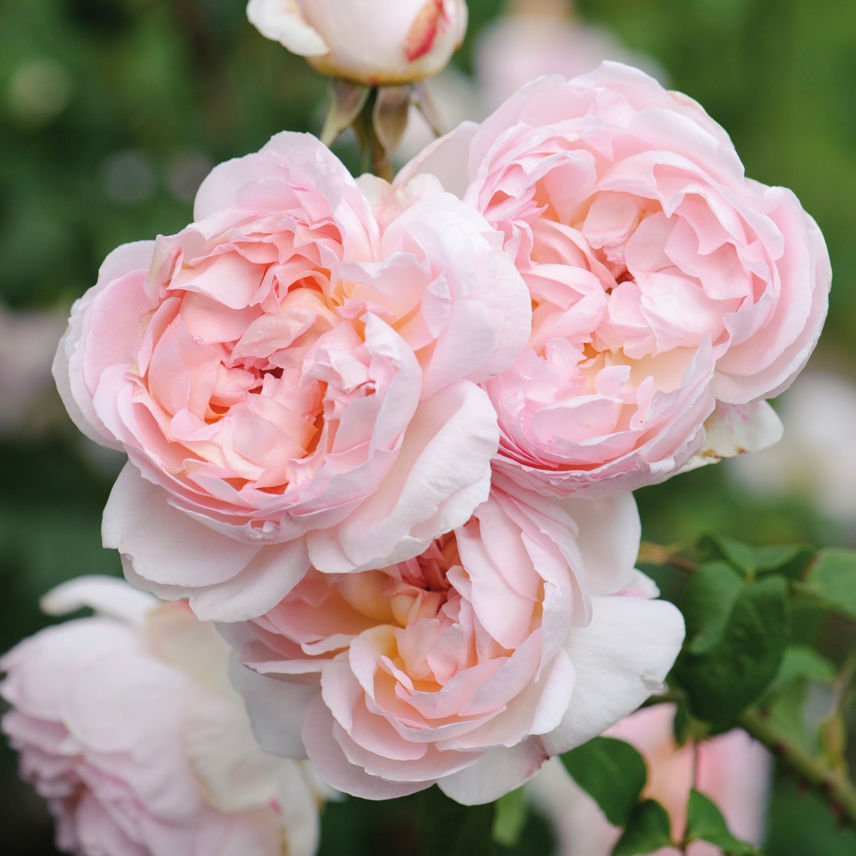 Sharifa Asma (Ausreef) | English Shrub Rose | David Austin Roses