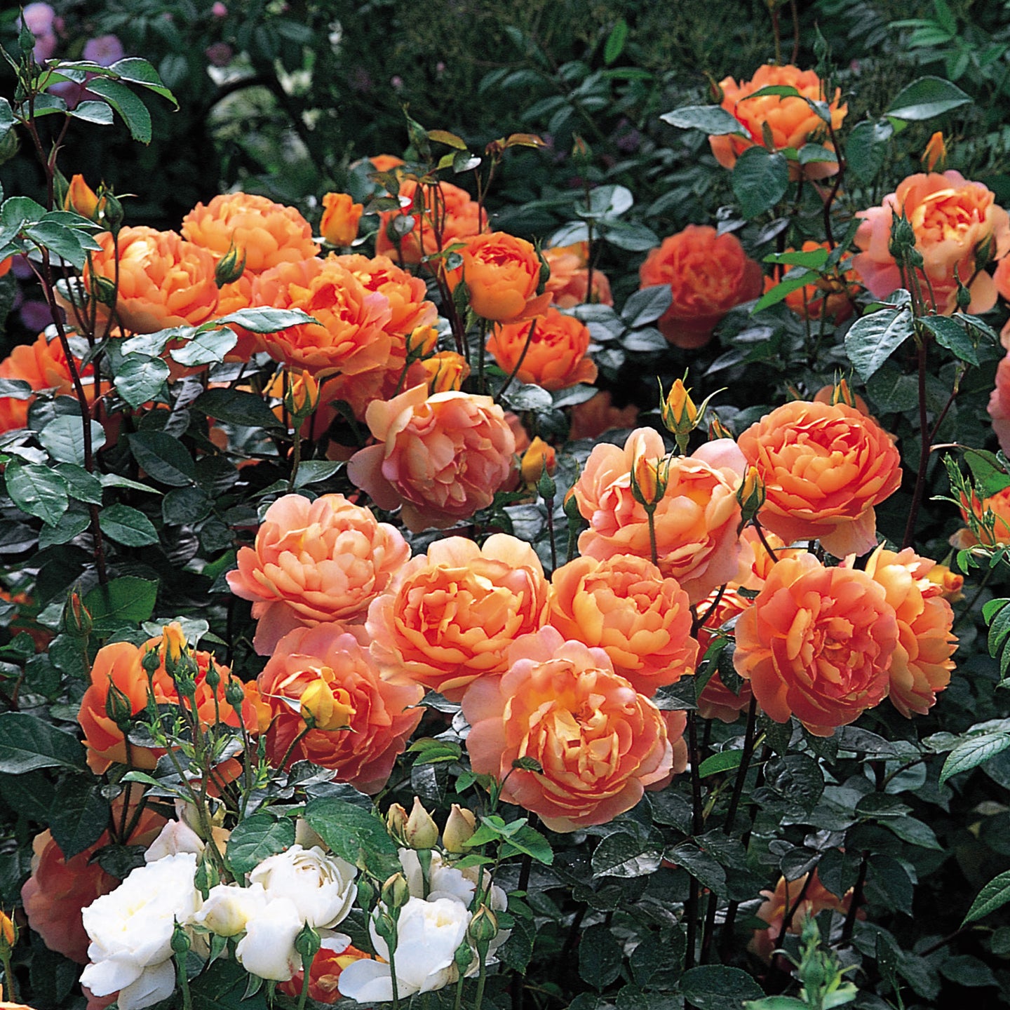 Pat Austin | English Shrub Rose | David Austin Roses