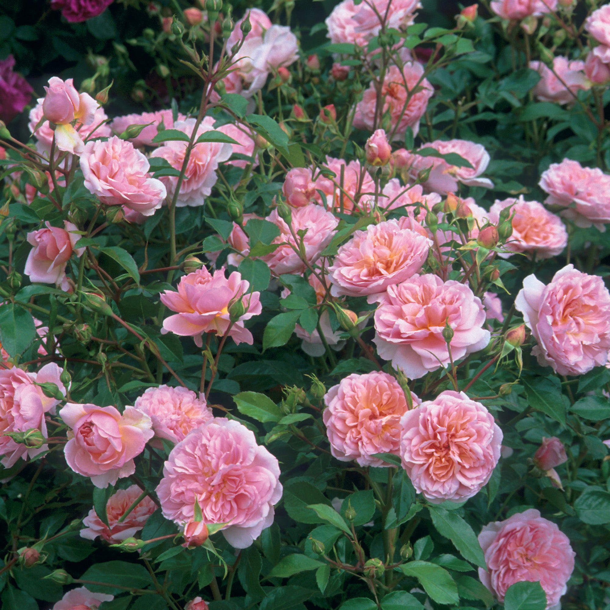 Anne Boleyn (Ausecret) | English Shrub Rose | David Austin Roses