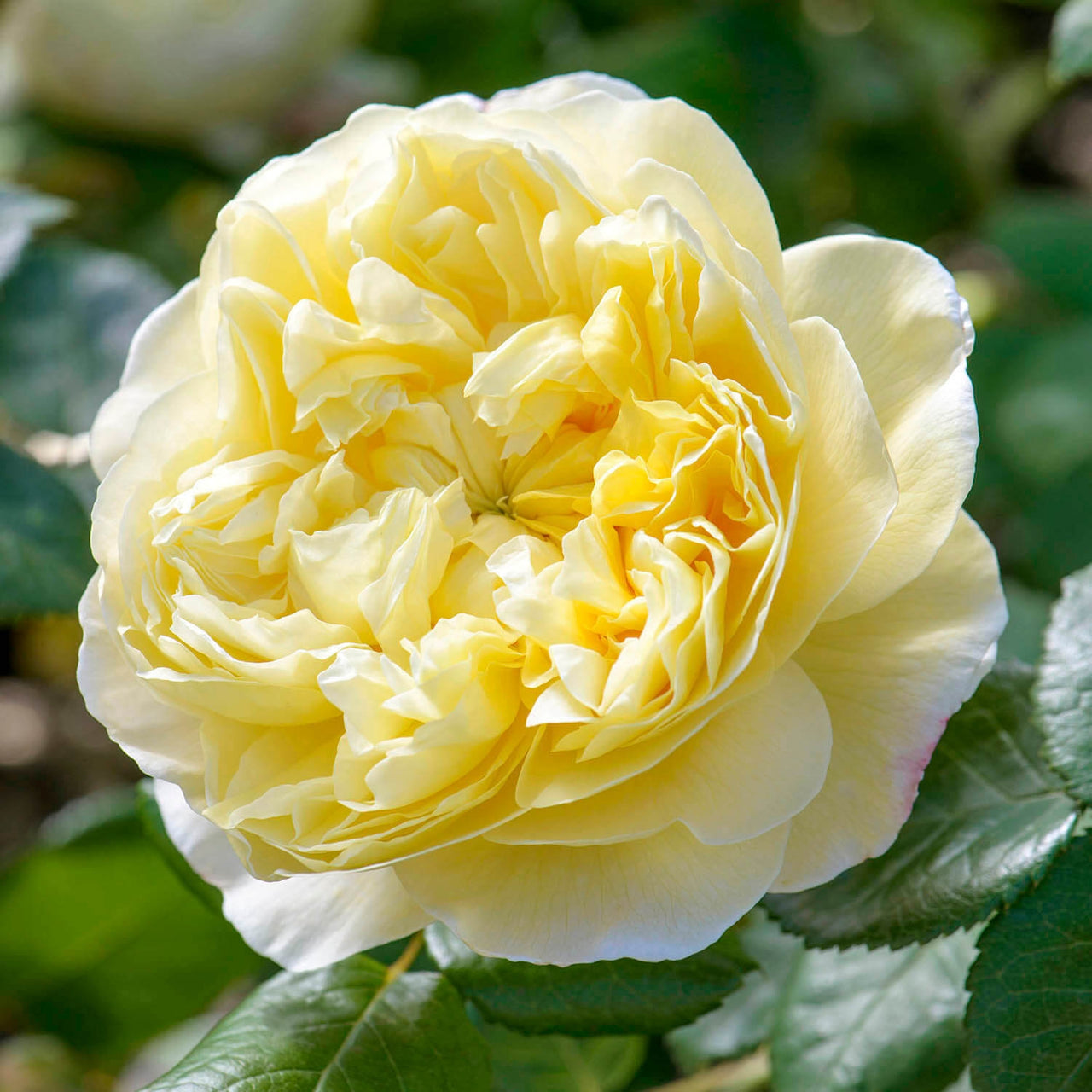 Roses Suitable for Zones 6 to 7 - David Austin Roses