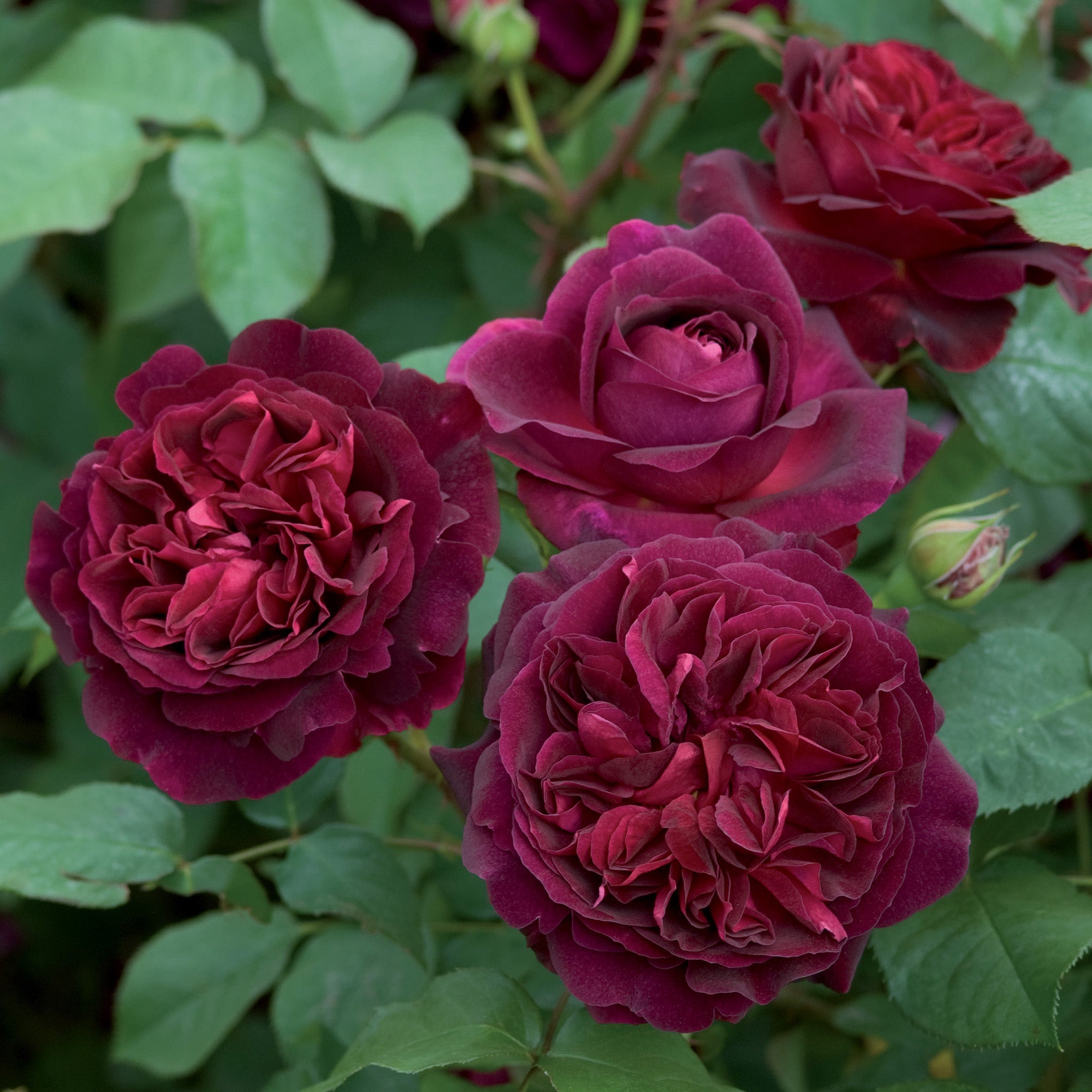 Munstead Wood English Shrub Rose David Austin Roses munstead-wood-english-shrub-rose-david-austin-roses