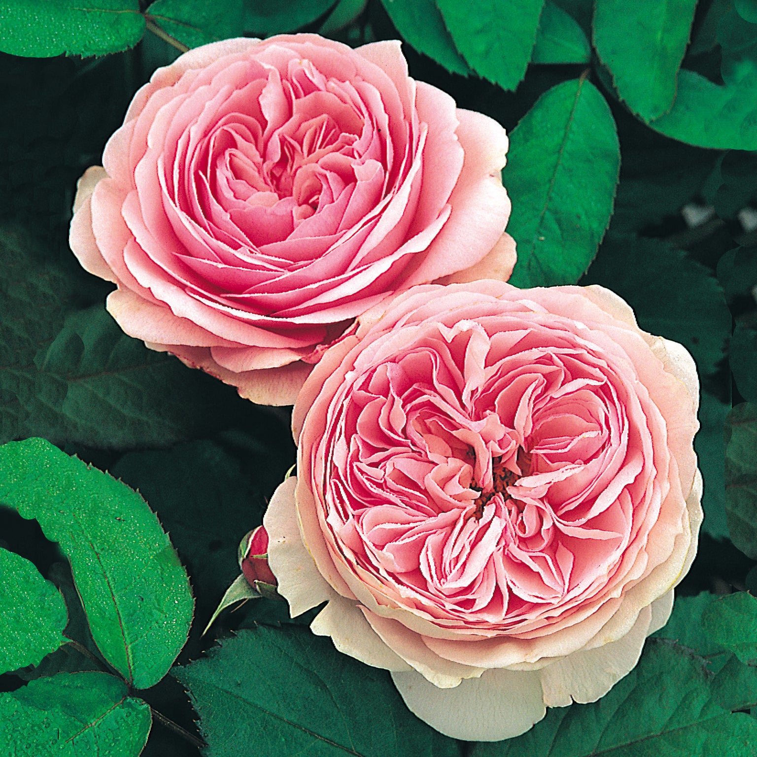 Geoff Hamilton (Ausham) | English Shrub Rose | David Austin Roses