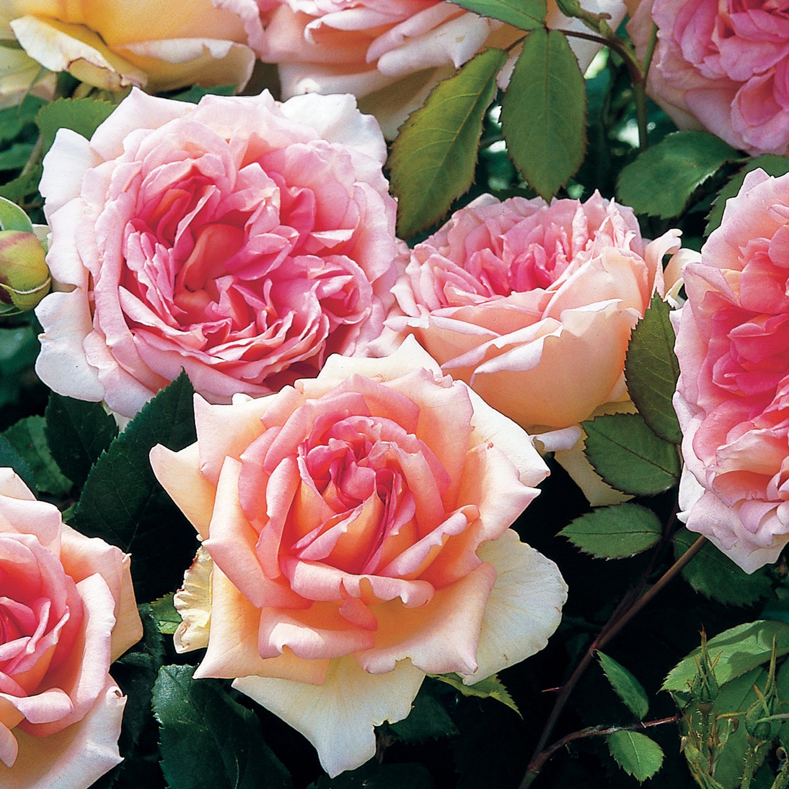 Janet (Auspishus) | English Shrub Rose | David Austin Roses