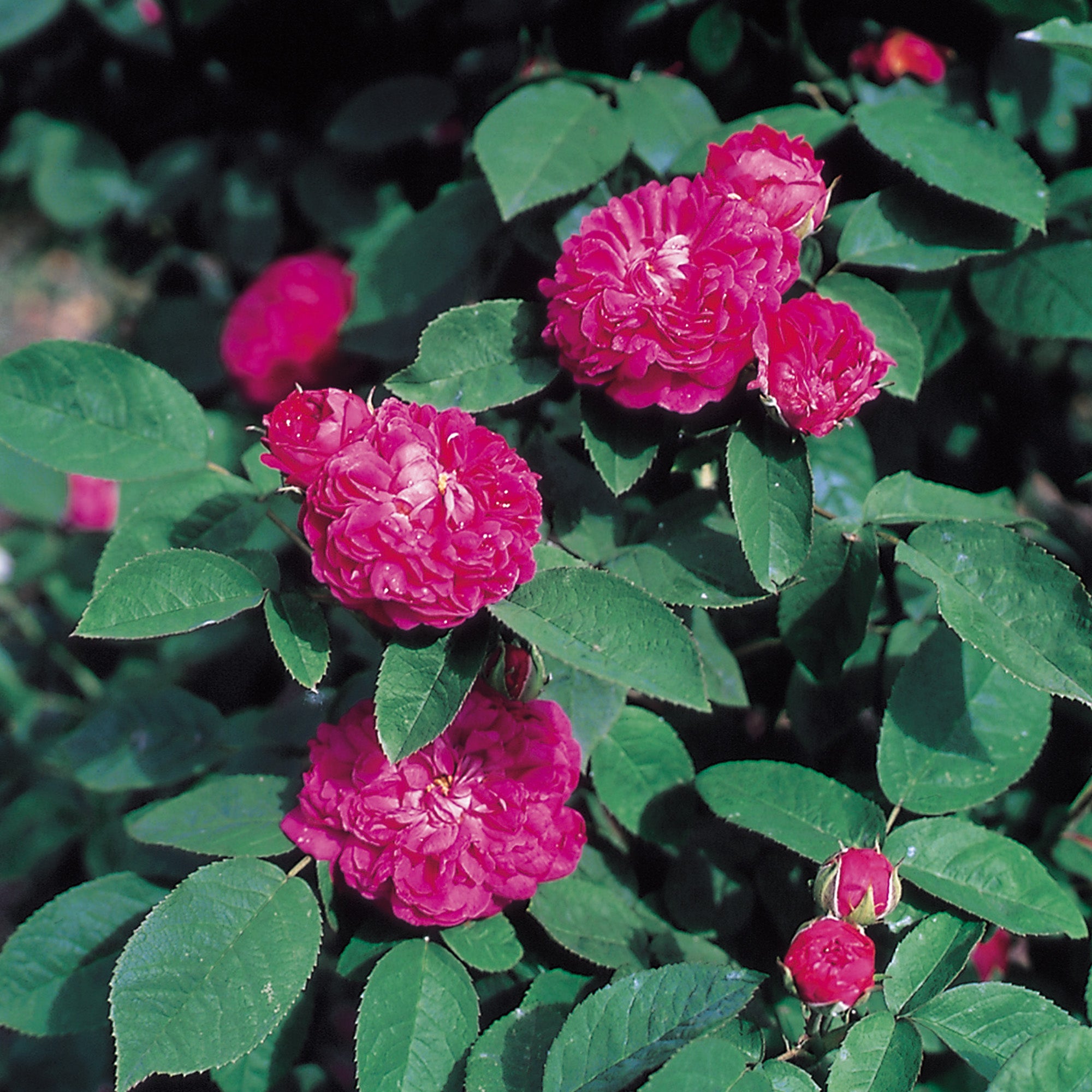 Rose de Rêscht | Old Rose | David Austin Roses