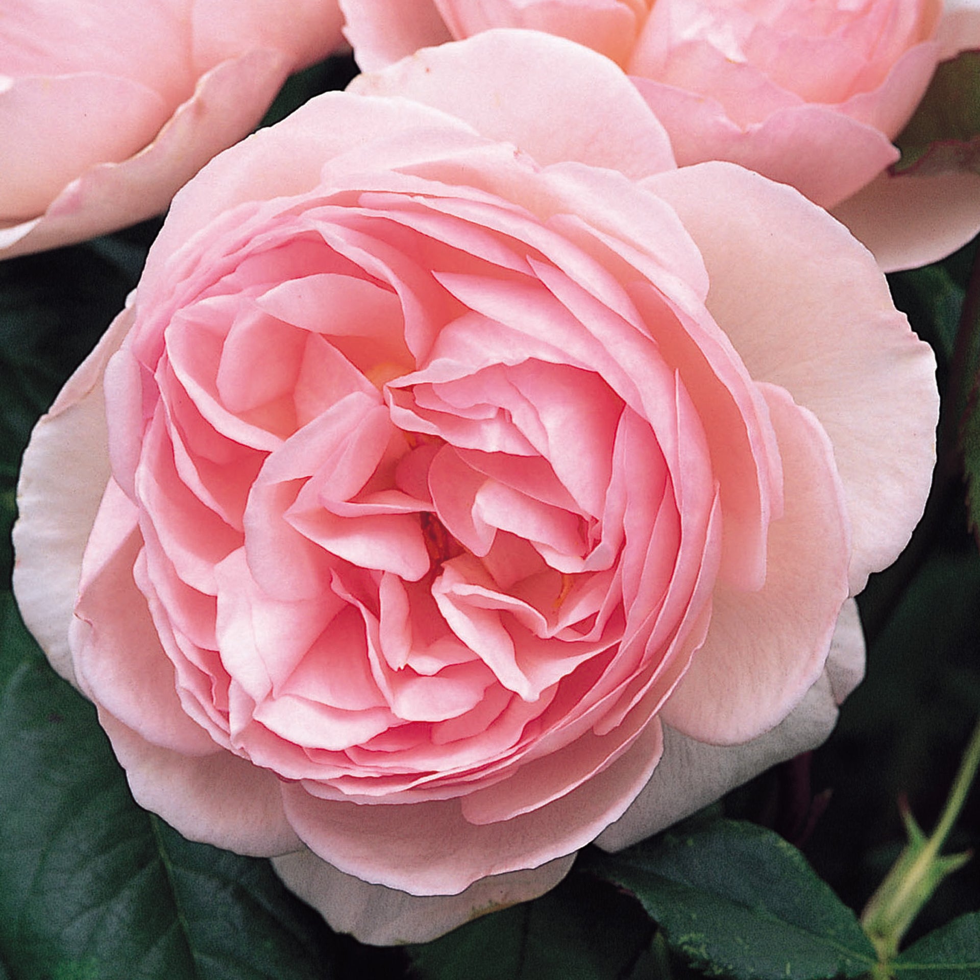 Heritage (Ausblush) | English Shrub Rose | David Austin Roses