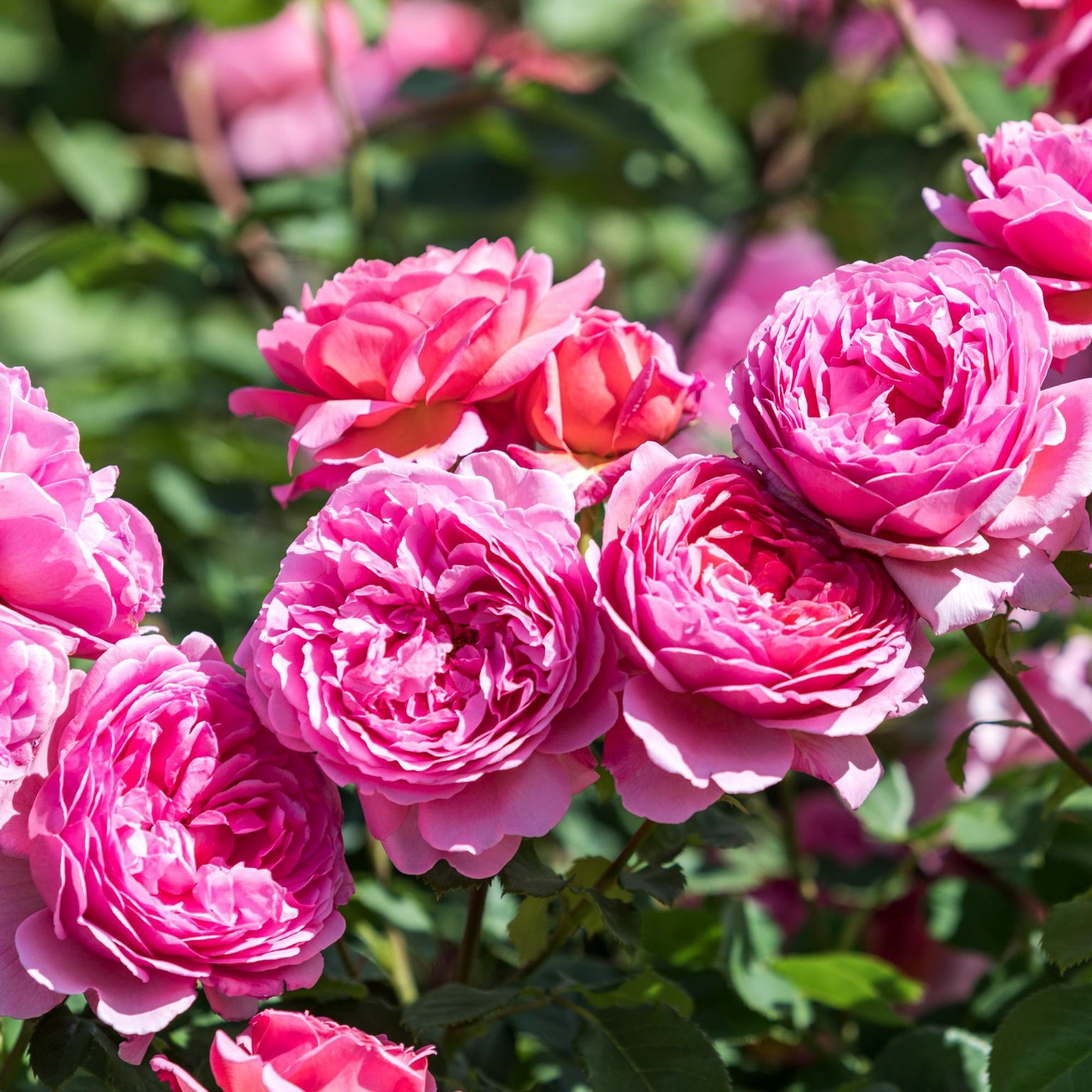 Princess Alexandra of Kent (Ausmerchant) | English Shrub Rose | David ...