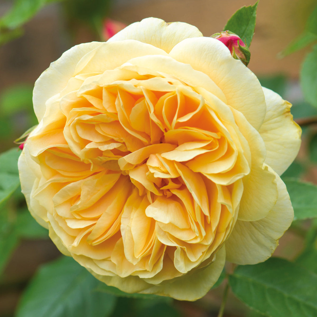 Teasing Georgia (Ausbaker) | English Climbing Rose | David Austin Roses