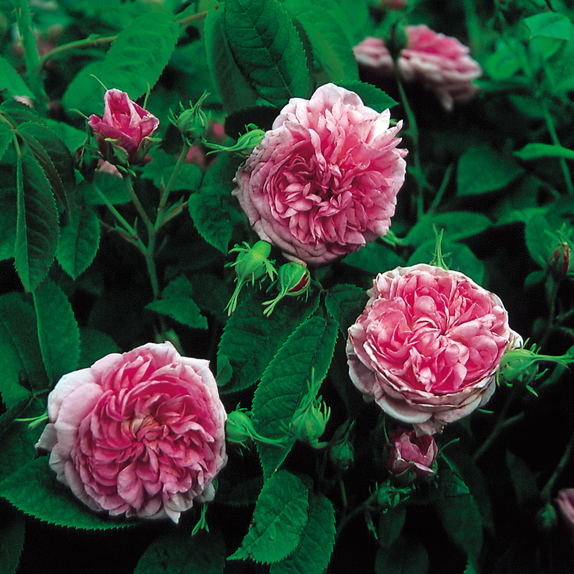 Jacques Cartier | Old Rose | David Austin Roses