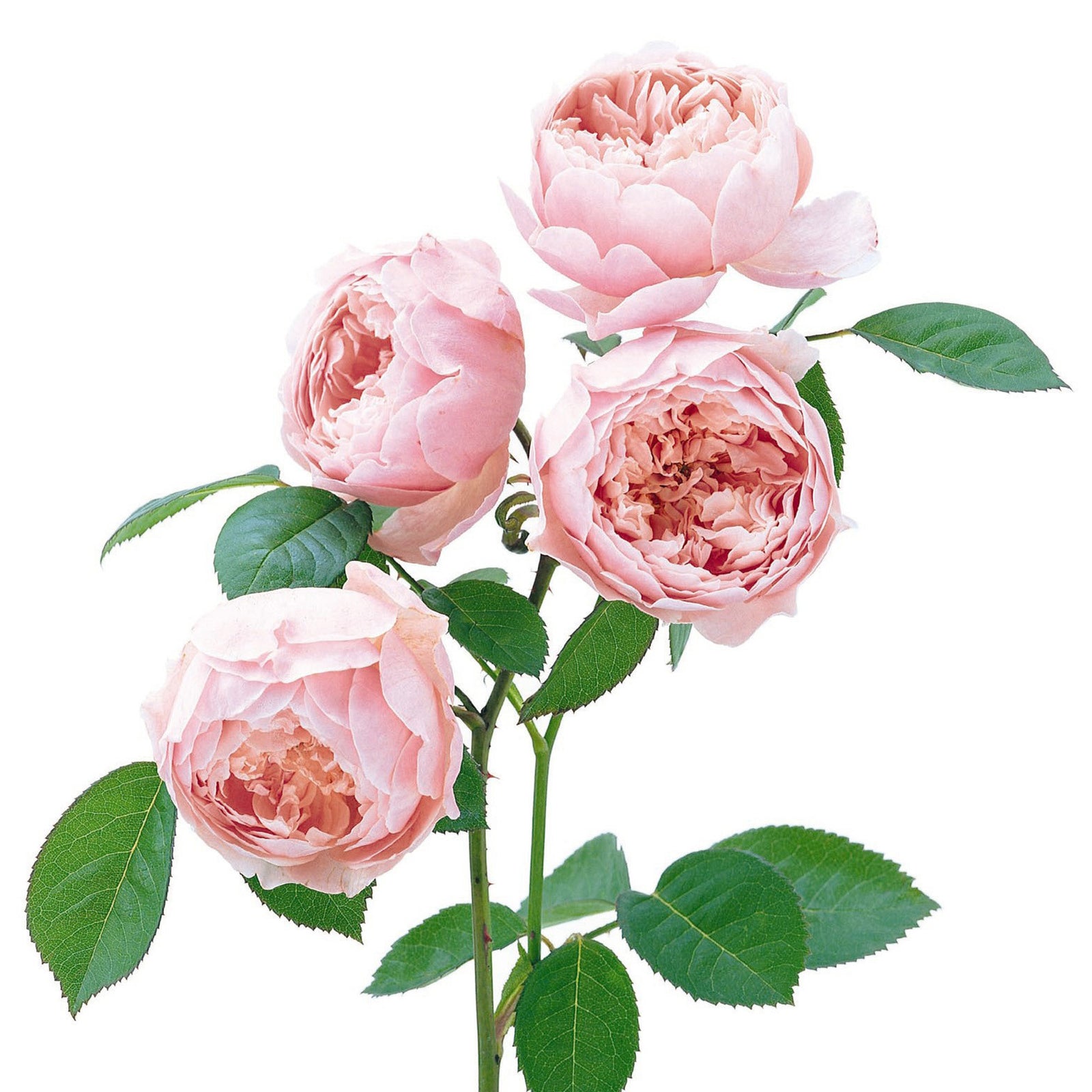 The Alnwick Rose (Ausgrab) | English Shrub Rose | David Austin Roses