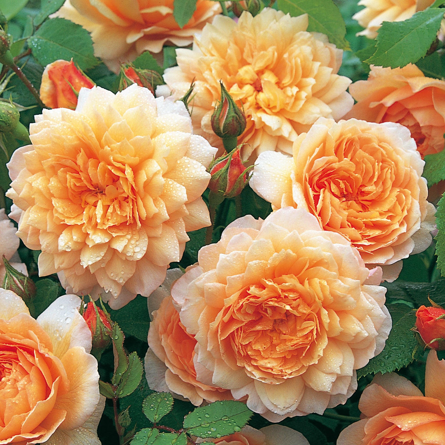 Grace (Auskeppy) | English Shrub Rose | David Austin Roses