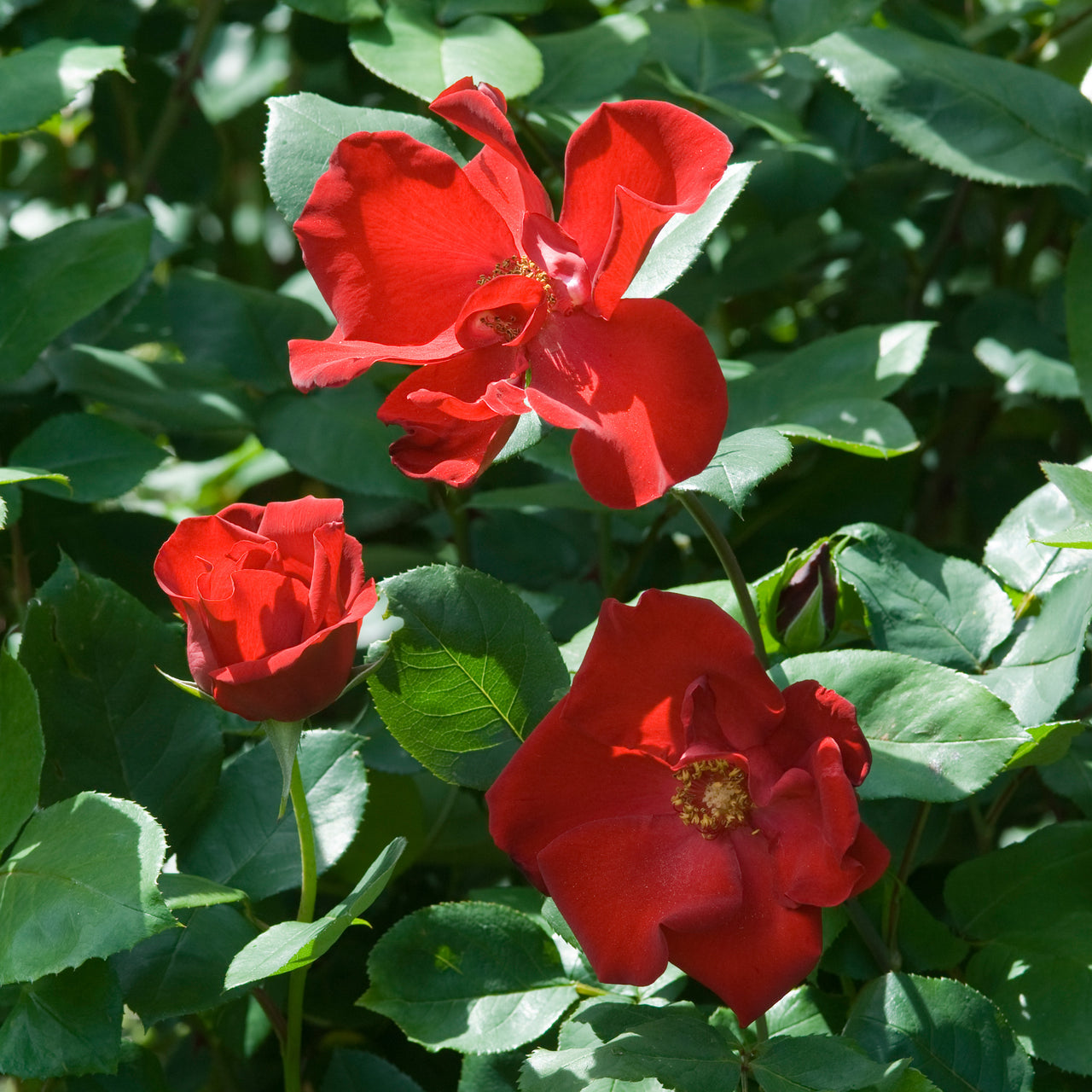 Altissimo | Climbing Rose | David Austin Roses