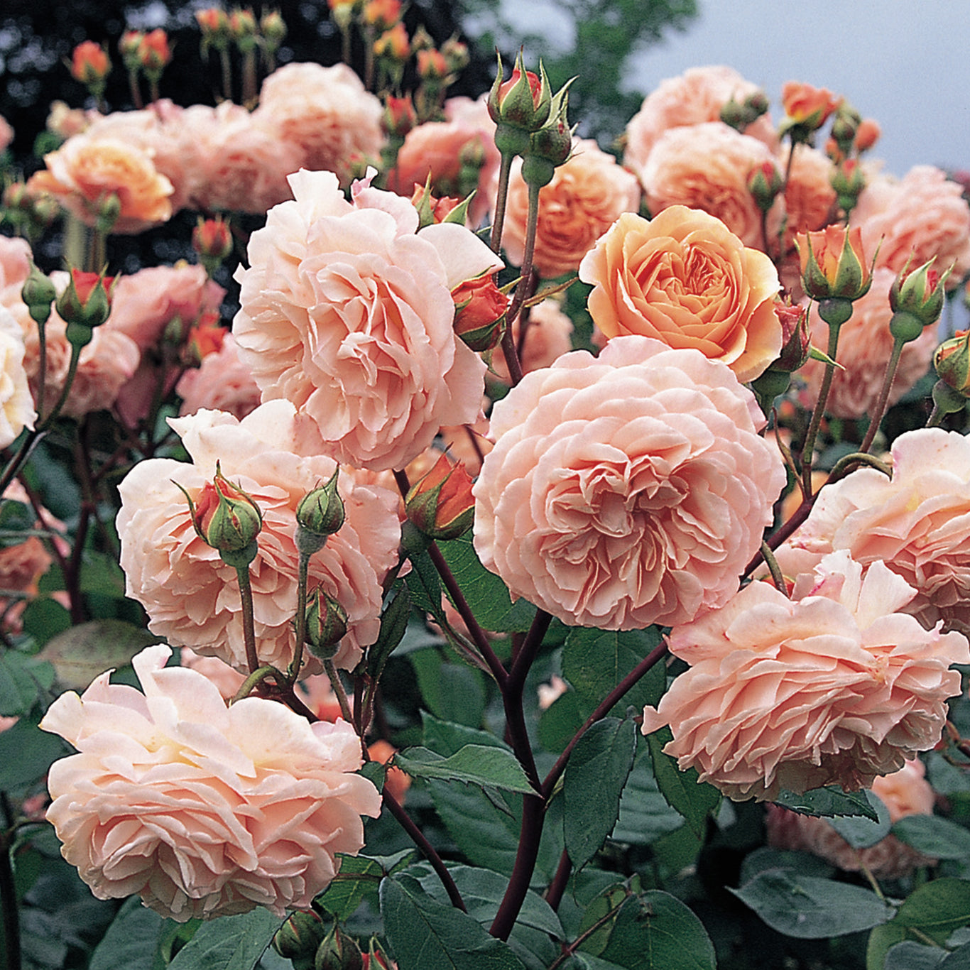 Leander | English Shrub Rose | David Austin Roses