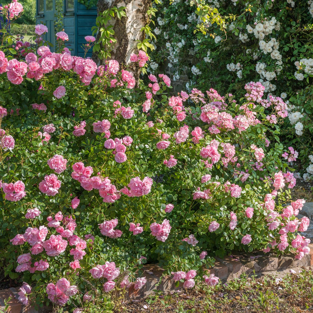 Bonica (Meidomonac) | Shrub Rose | David Austin Roses