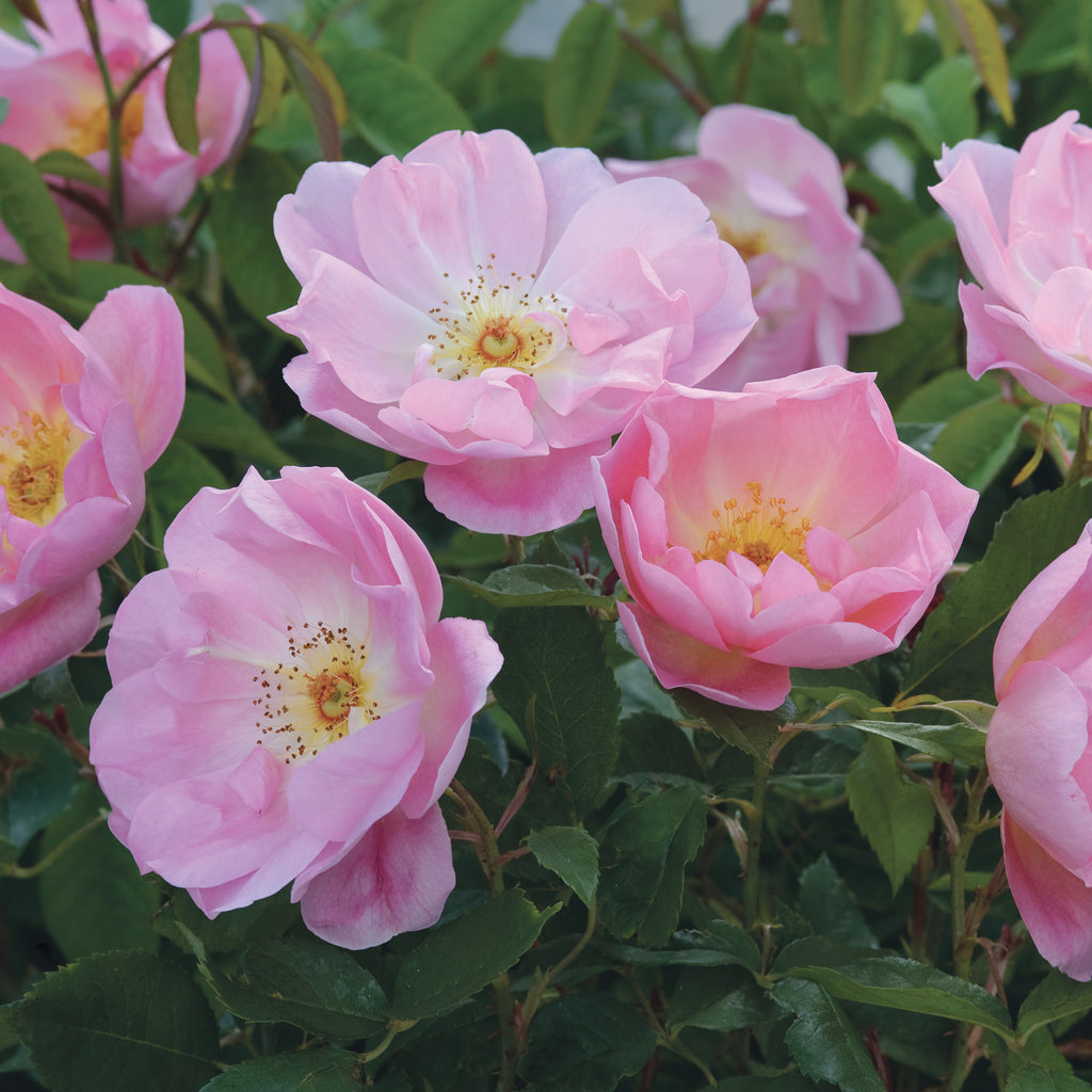 The Lady's Blush (Ausoscar) | English Shrub Rose | David Austin Roses