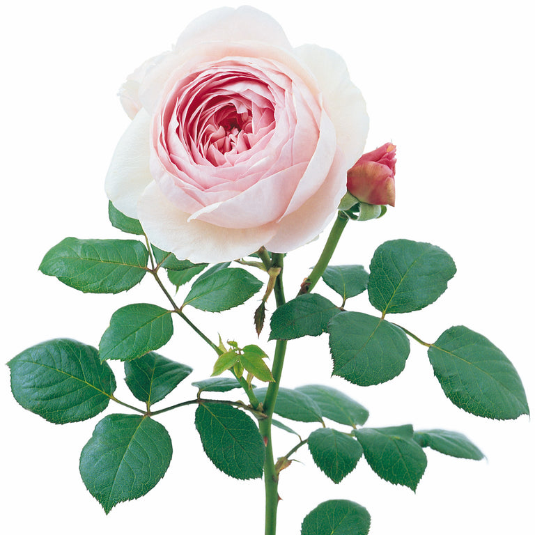 Geoff Hamilton (Ausham) | English Shrub Rose | David Austin Roses