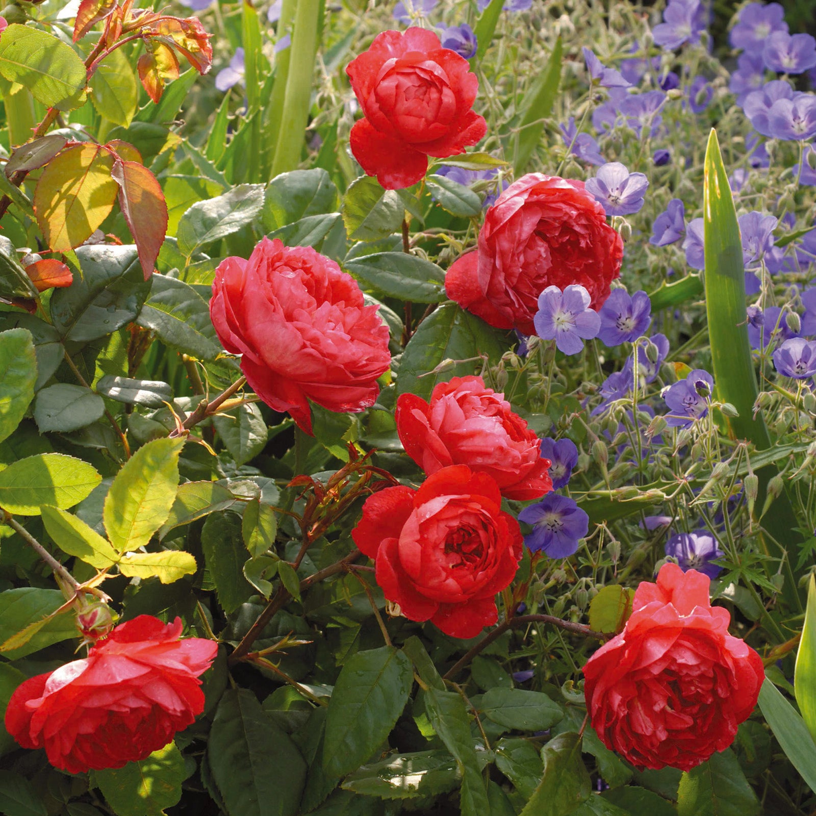 Benjamin Britten (Ausencart) | English Shrub Rose | David Austin Roses