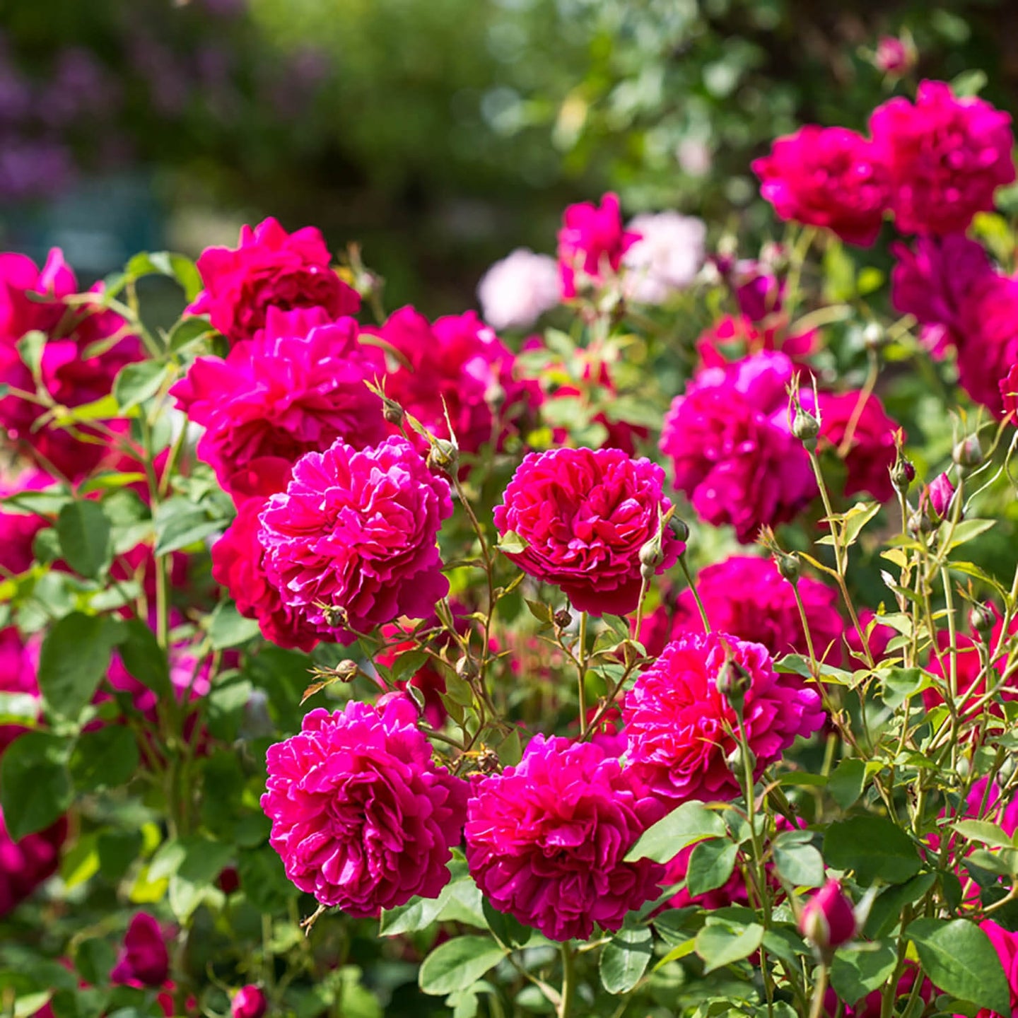 Thomas à Becket (Auswinston) | English Shrub Rose | David Austin Roses