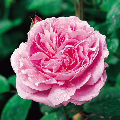 Mary Rose (Ausmary) | English Standard Tree Rose | David Austin Roses