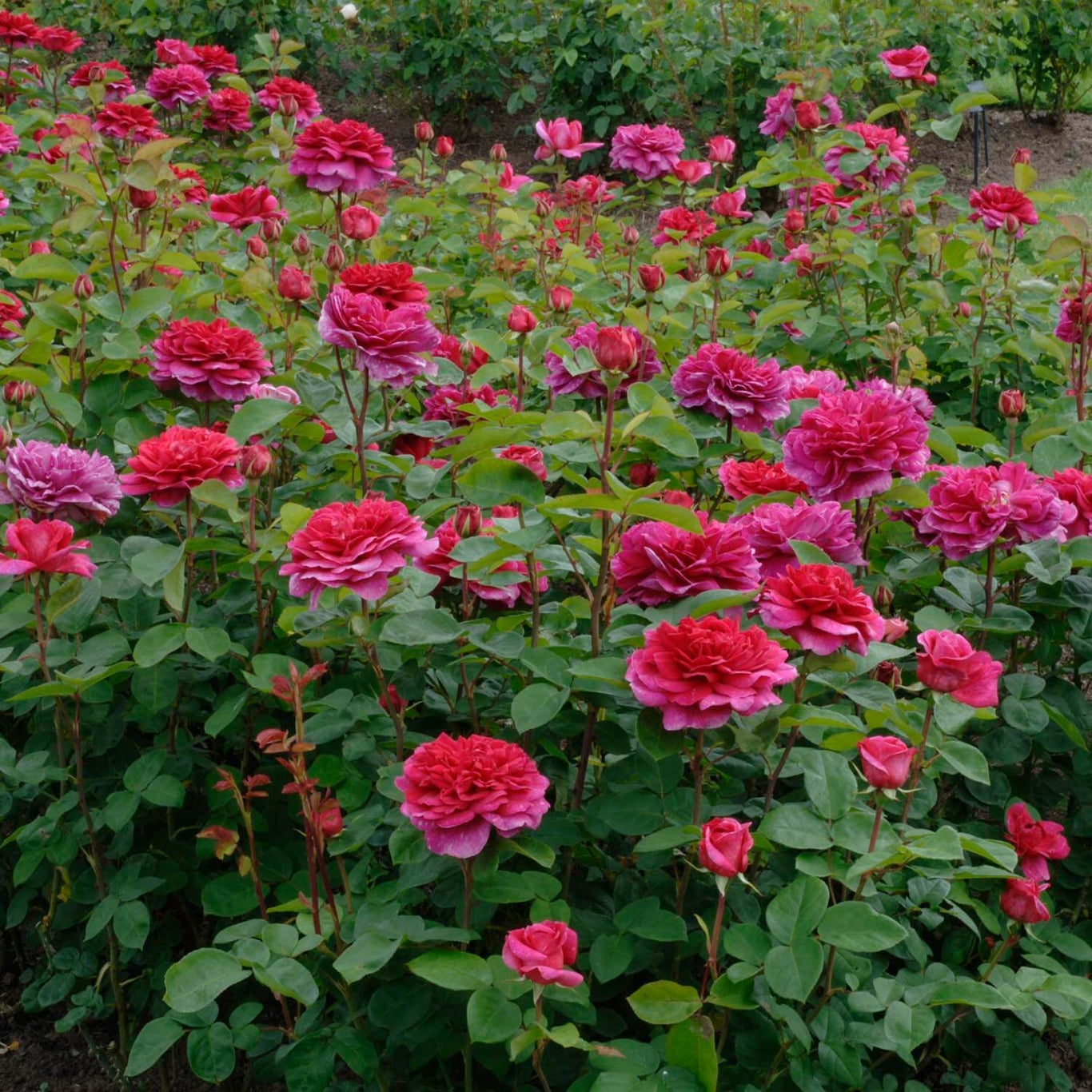 Noble Antony (Ausway) | English Shrub Rose | David Austin Roses