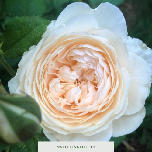 Windermere | English Shrub Rose | David Austin Roses