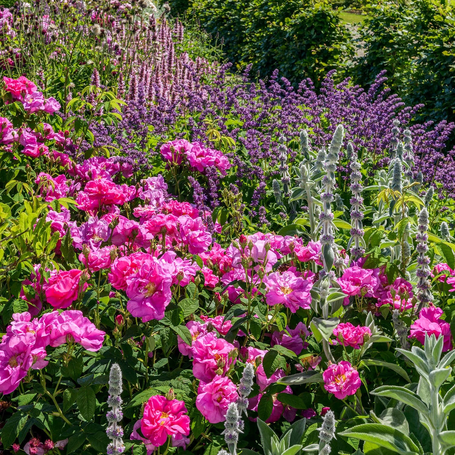 R. gallica ‘Officinalis’ | Old Rose | David Austin Roses