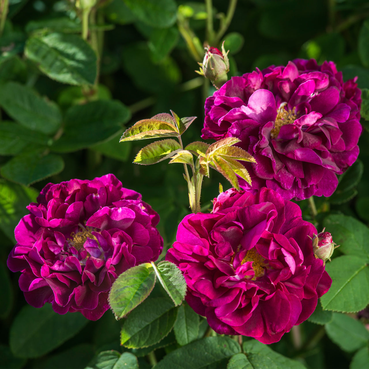 Old Roses - David Austin Roses