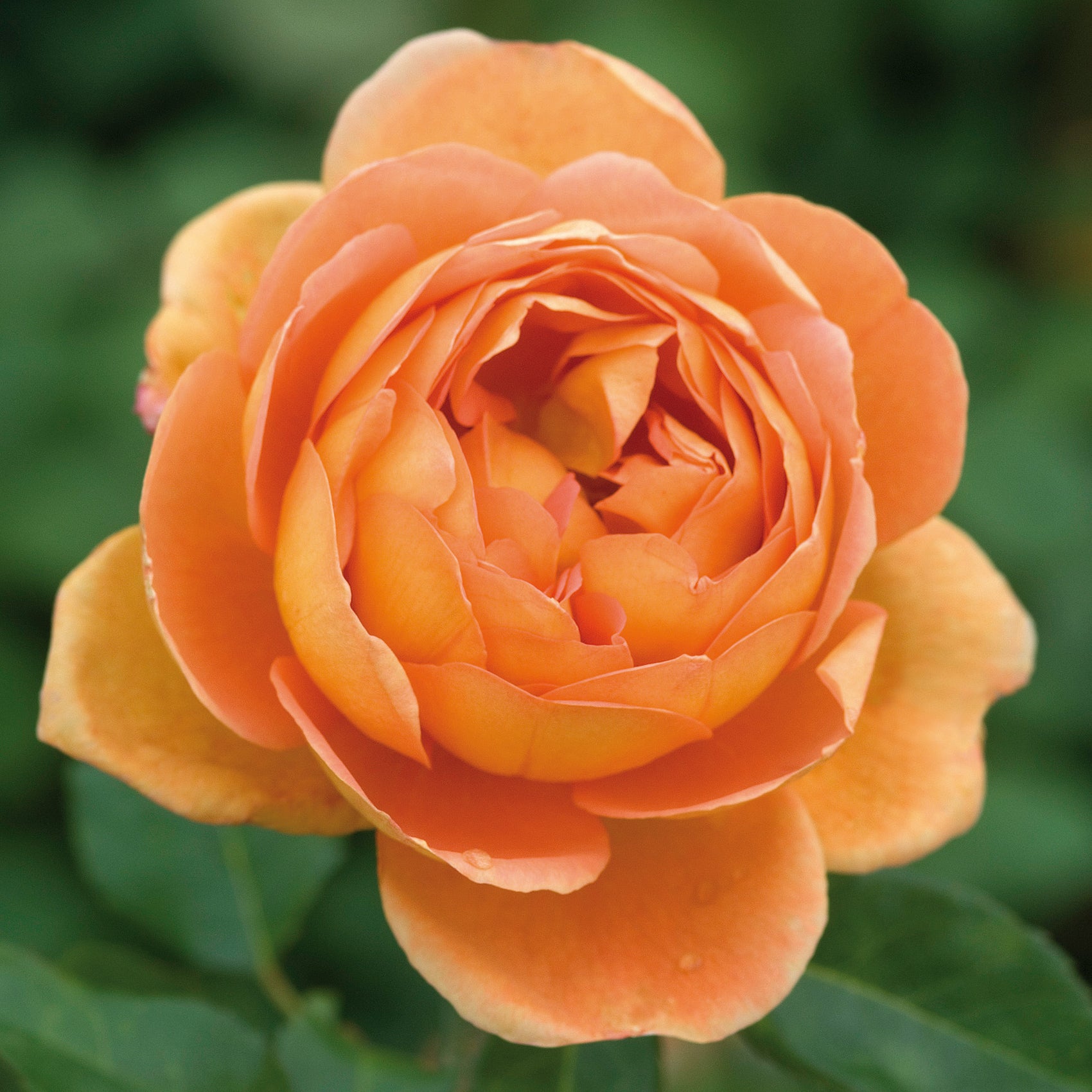Pat Austin (Ausmum) | English Shrub Rose | David Austin Roses