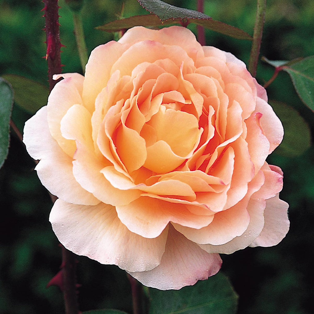 Tamora | English Shrub Rose | David Austin Roses