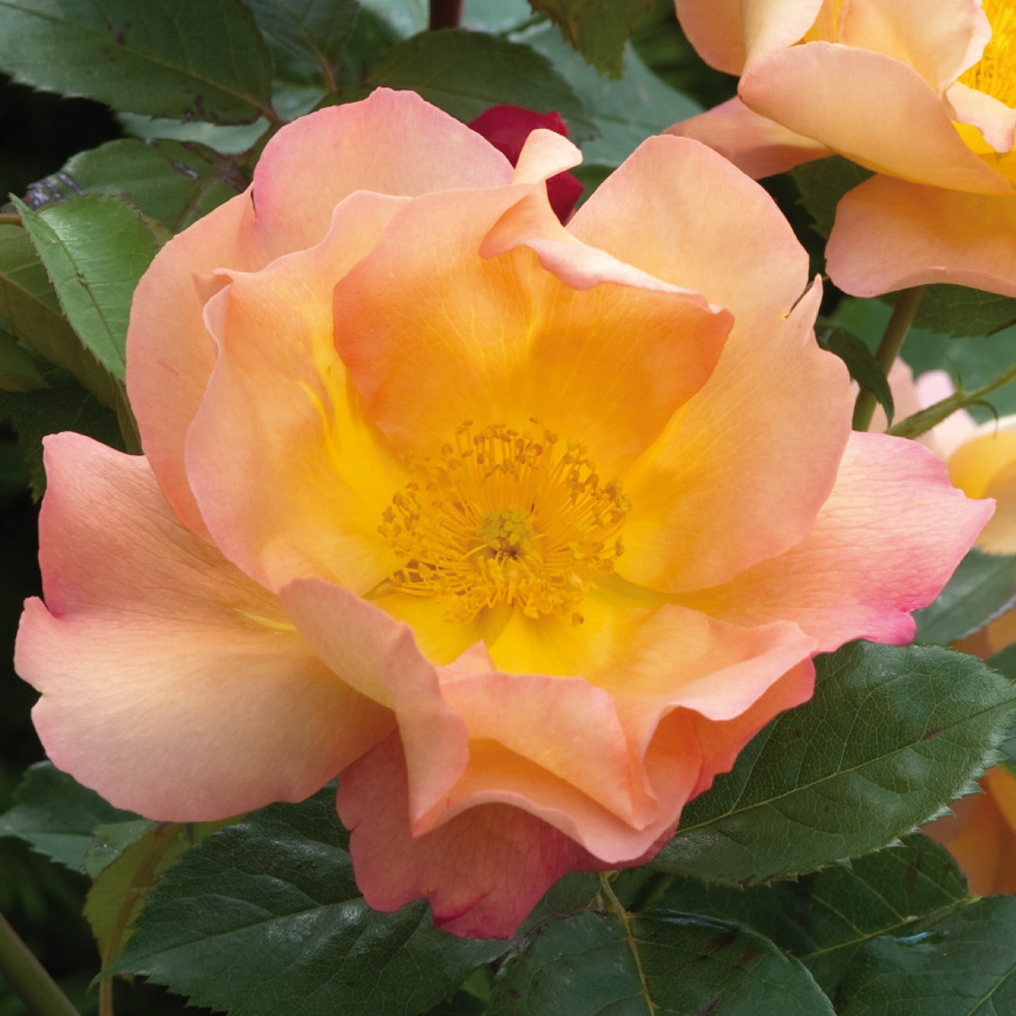 Fighting Temeraire | English Shrub Rose | David Austin Roses