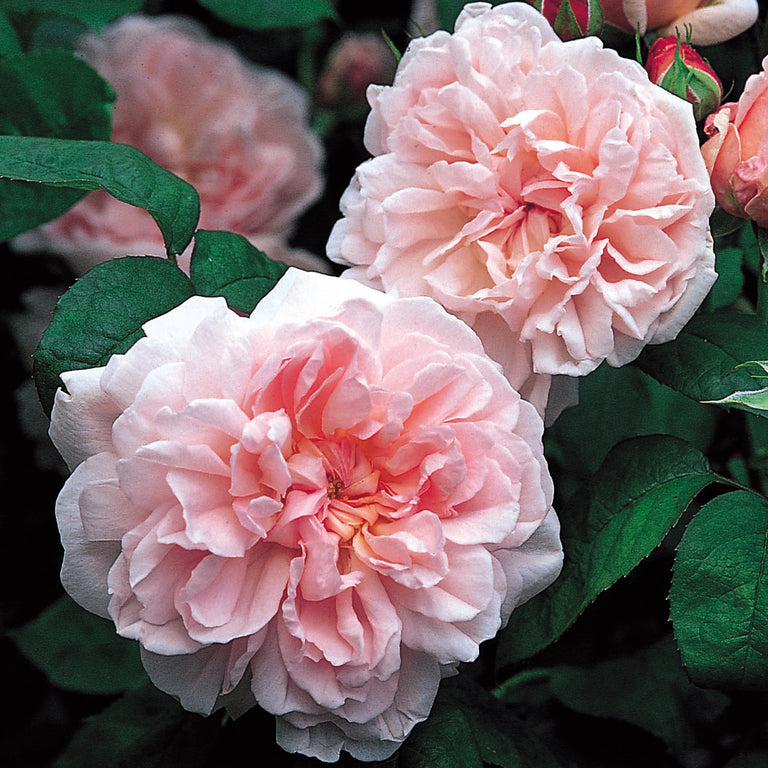 Tree Roses - David Austin Roses