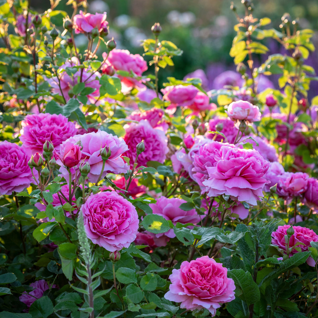 Princess Alexandra of Kent | English Shrub Rose | David Austin Roses
