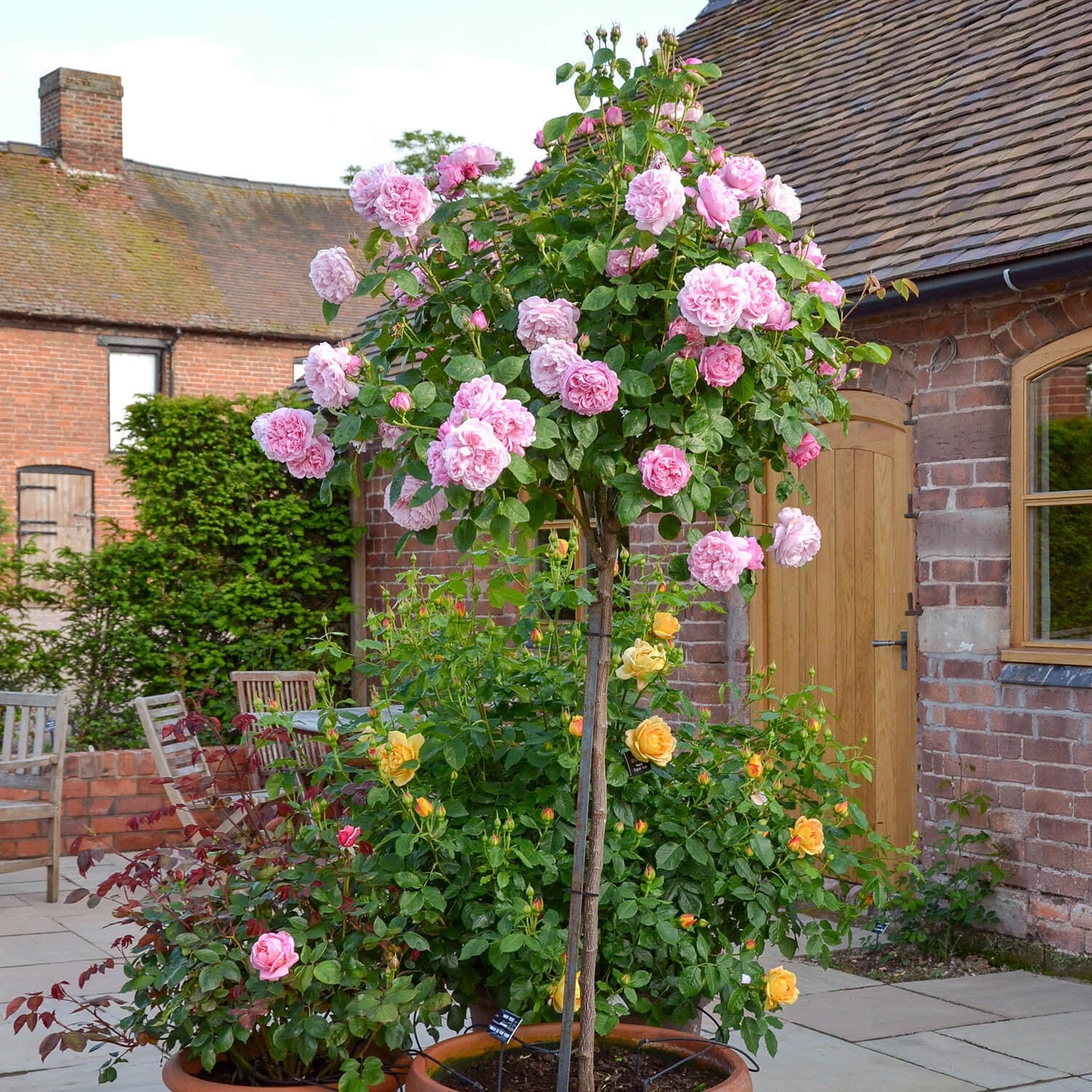Mary Rose (Ausmary) | English Standard Tree Rose | David Austin Roses