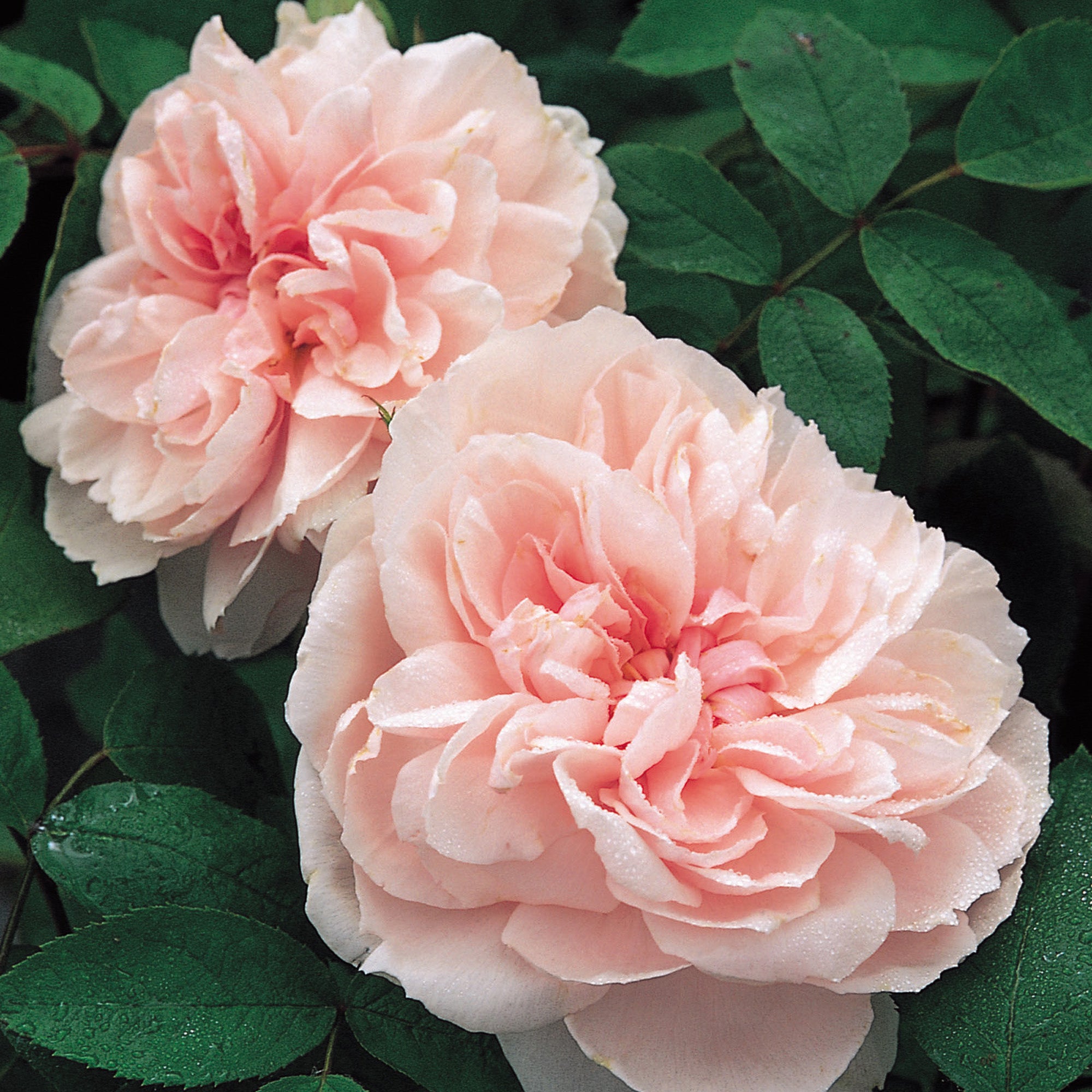 Barbara Austin | English Shrub Rose | David Austin Roses