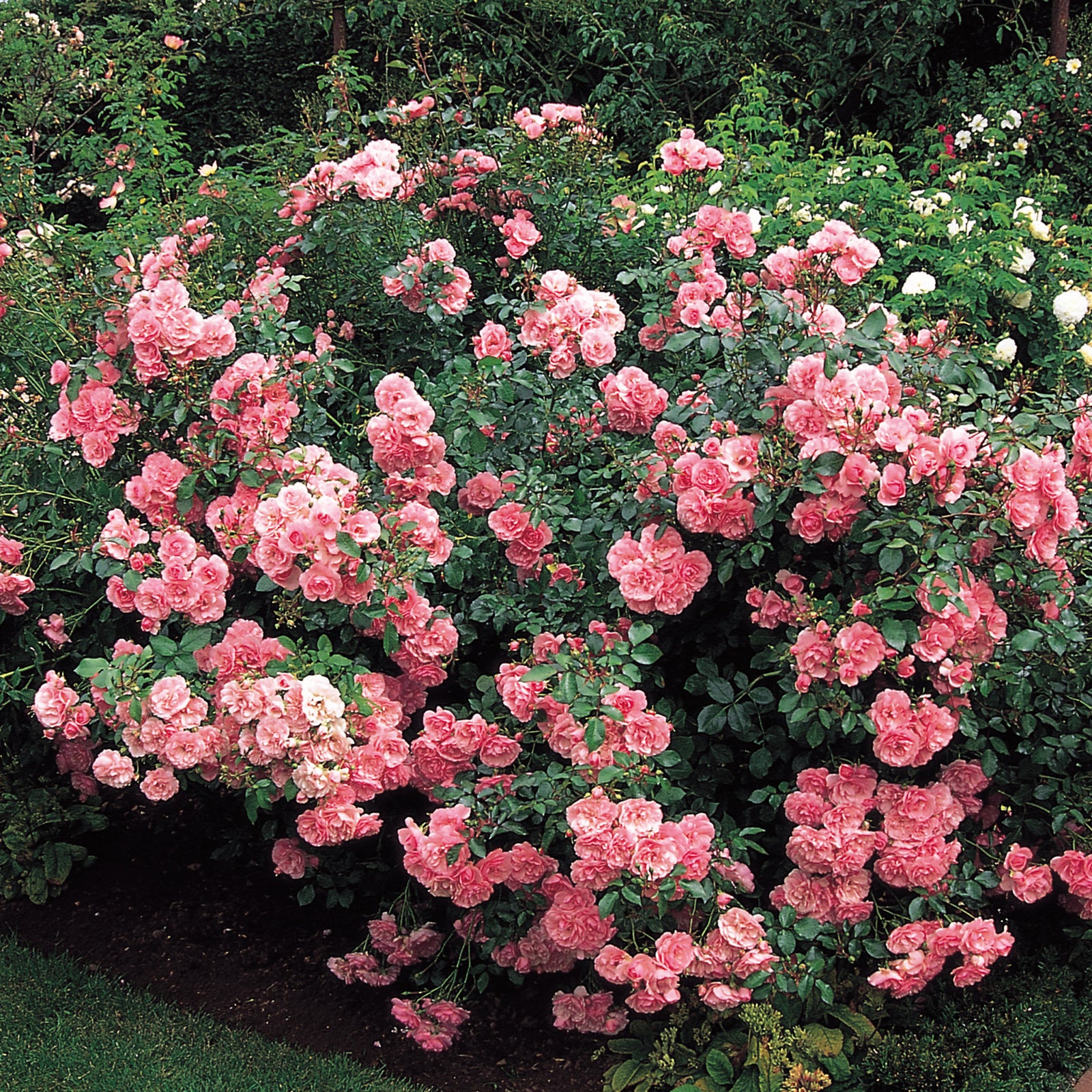 Bonica (Meidomonac) | Shrub Rose | David Austin Roses