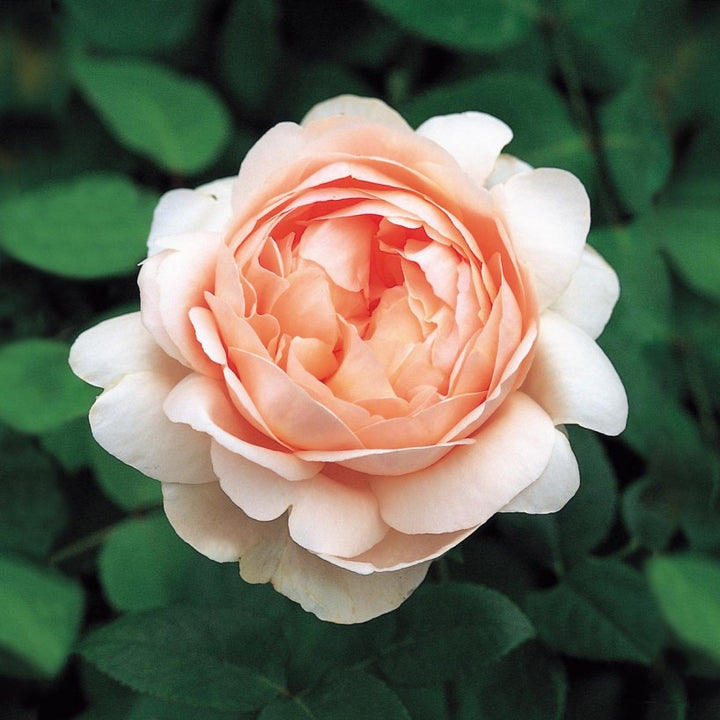 Ambridge Rose (Auswonder) | English Shrub Rose | David Austin Roses