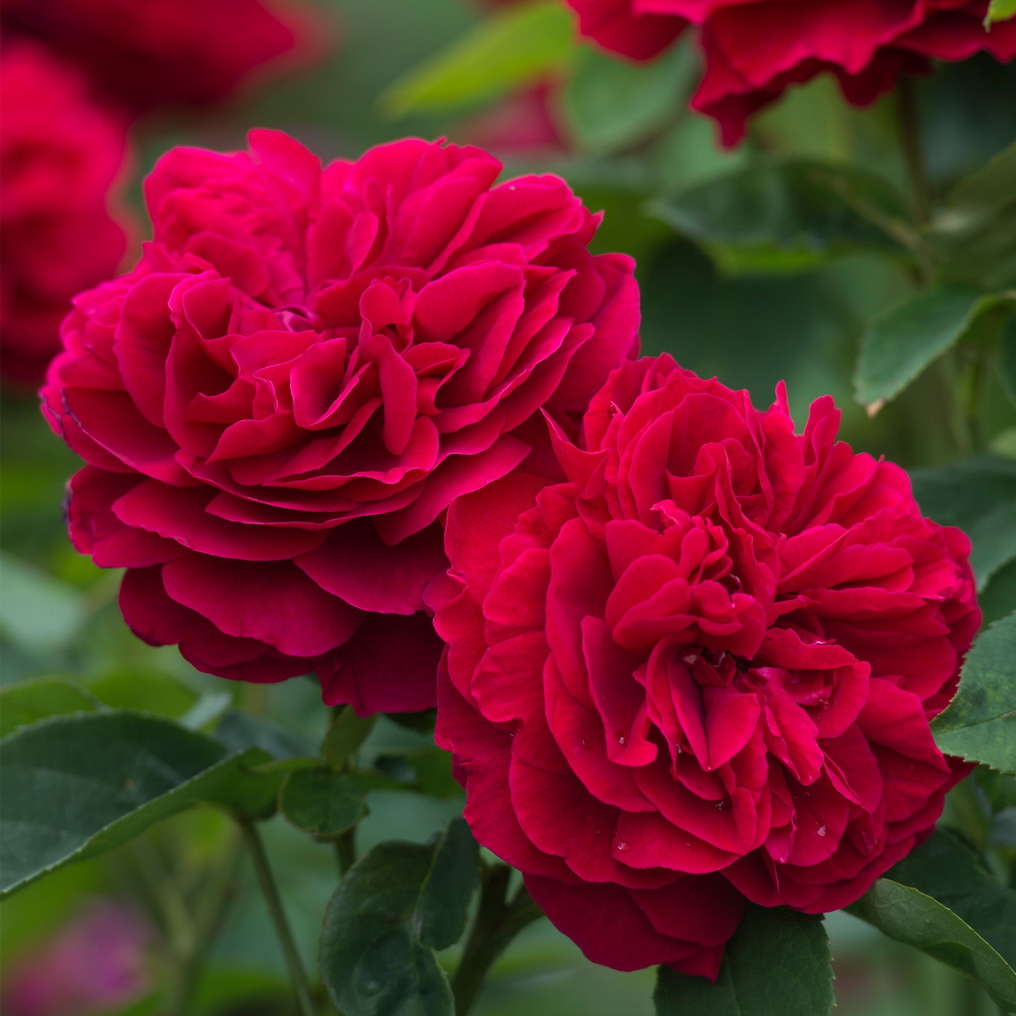L. D. Braithwaite (Auscrim) | English Shrub Rose | David Austin Roses