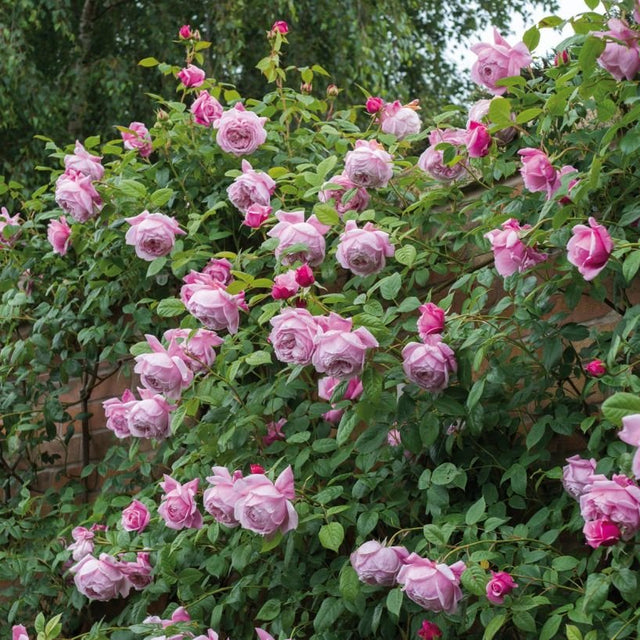 Spirit of Freedom (Ausbite) | Climbing Rose | David Austin Roses